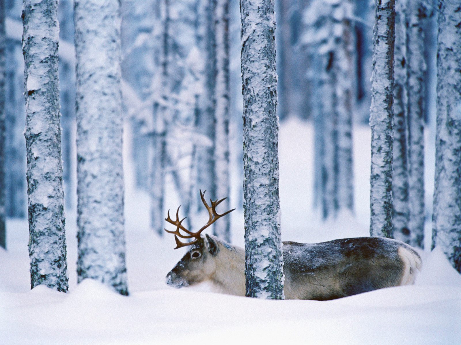 nature_winter_snow_trees_forest_animals_moose_animal_reindeer_desktop ...